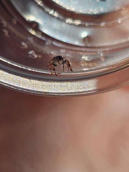 Male Regal I5 Jumping Spider by Regal Arachnids