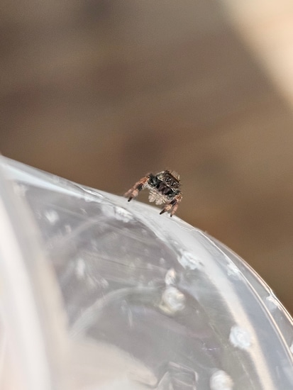 Female Regal I5 Jumping Spider by Regal Arachnids