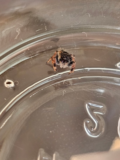 Female Regal I5 Jumping Spider by Regal Arachnids