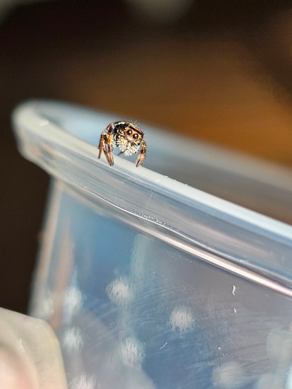 Female Regal I5 Jumping Spider by Regal Arachnids