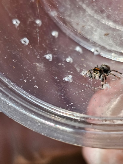 Female Regal I5 Jumping Spider by Regal Arachnids