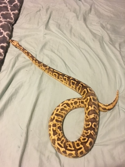 Ultrafly Leopard Ball Python by Moonstone Reptiles