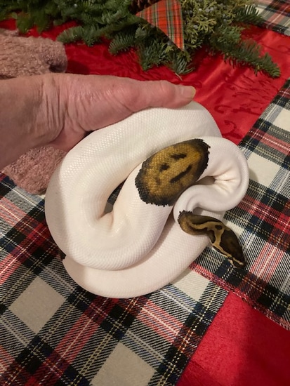 Piebald Emoji Ball Python by Moonstone Reptiles