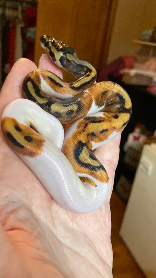 Pied Het Ultramel Ball Python by Moonstone Reptiles - MorphMarket