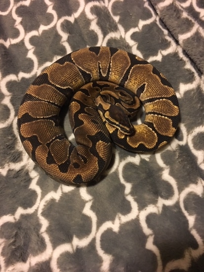 Enchi Het VPI 66% Het Clown Ball Python by Moonstone Reptiles