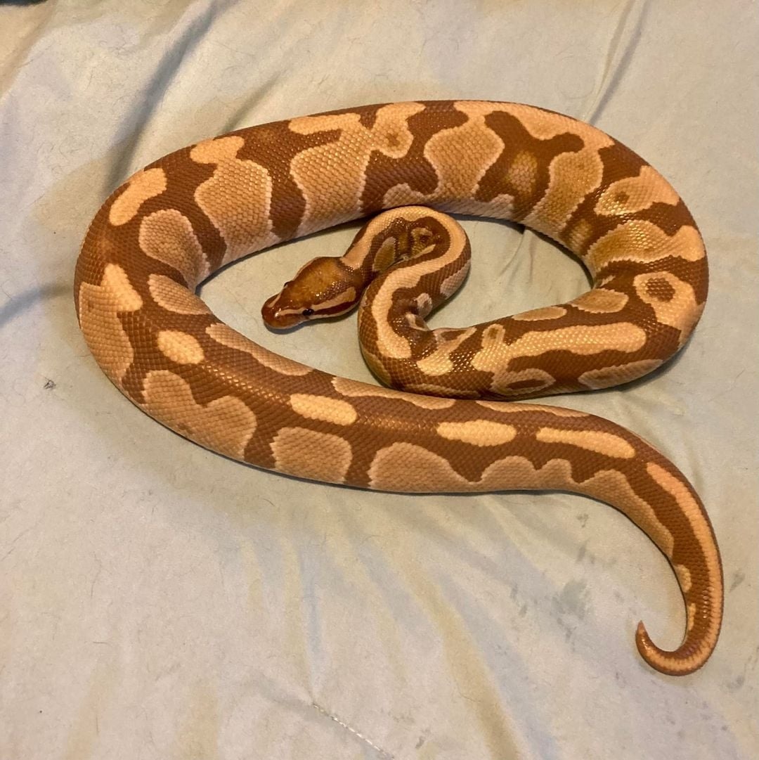 UM Het Pied Ball Python by Moonstone Reptiles - MorphMarket