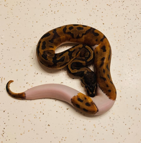 Pied 100% Het Ultramel Ball Python by Moonstone Reptiles