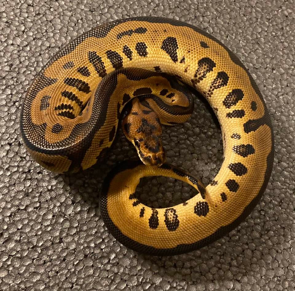 Batman Ball Python by Moonstone Reptiles - MorphMarket