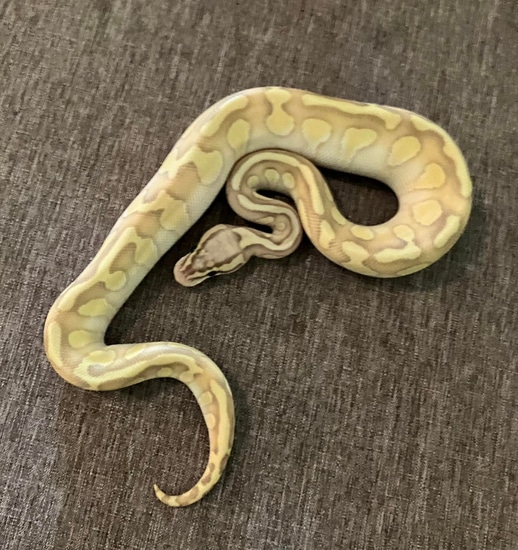 Firefly Enchi Lesser Het Clown Ball Python by Moonstone Reptiles