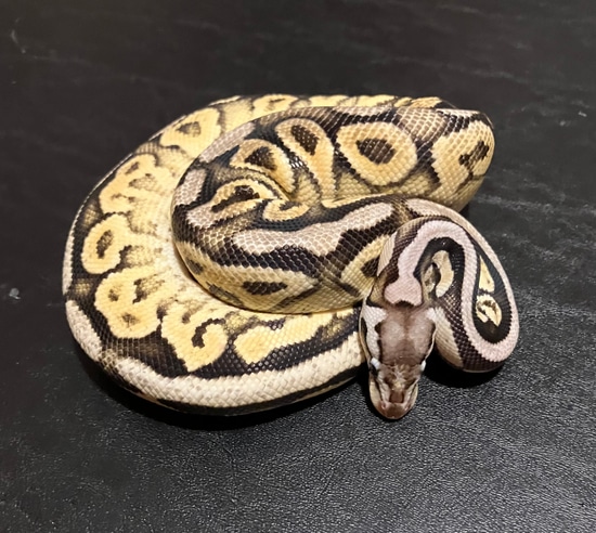 Orange Dream Yellow Belly Pewter Het Clown Ball Python by Moonstone ...