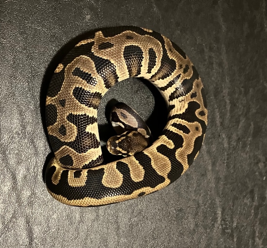 Xtreme Gene Leopard Het Pied 66% Clown Female Ball Python by Moonstone ...