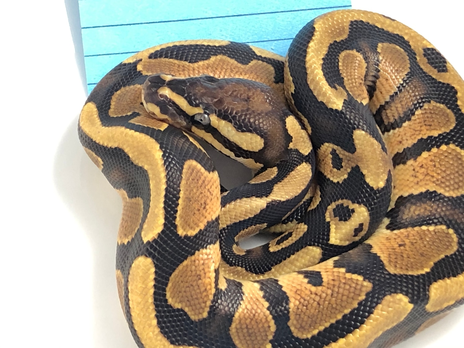 Fire Het Piebald Ball Python by Moonstone Morphs - MorphMarket