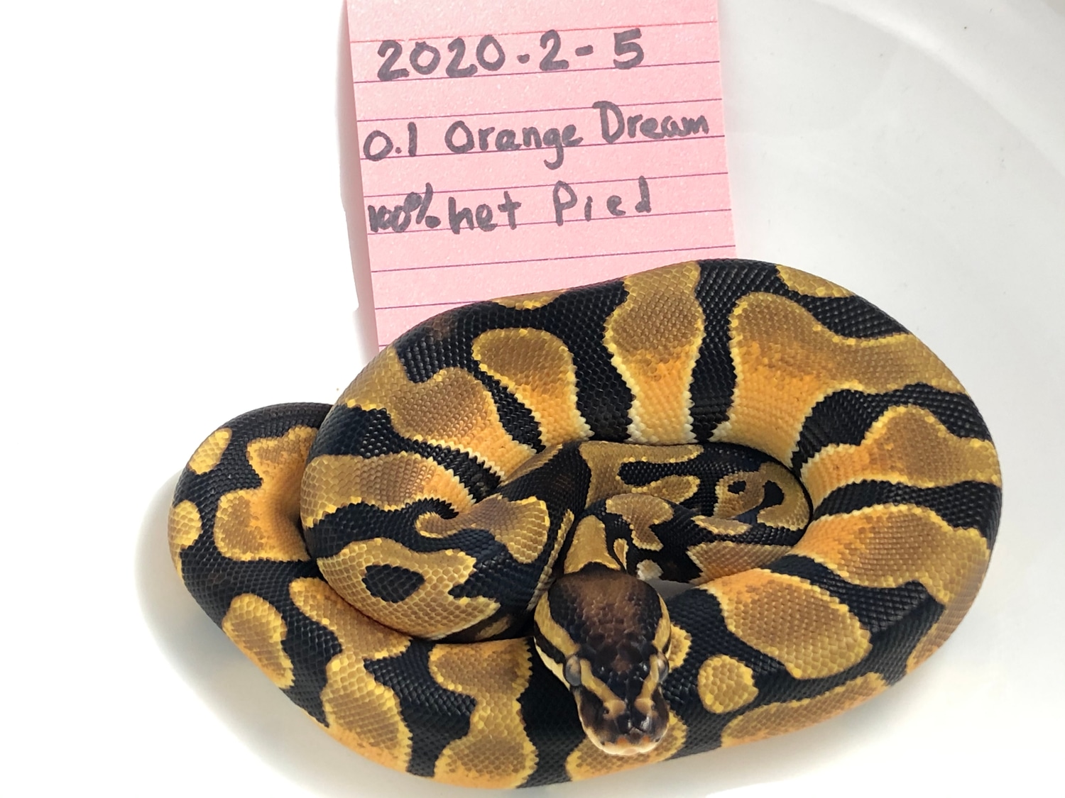 Orange Dream Het Piebald Ball Python by Moonstone Morphs - MorphMarket