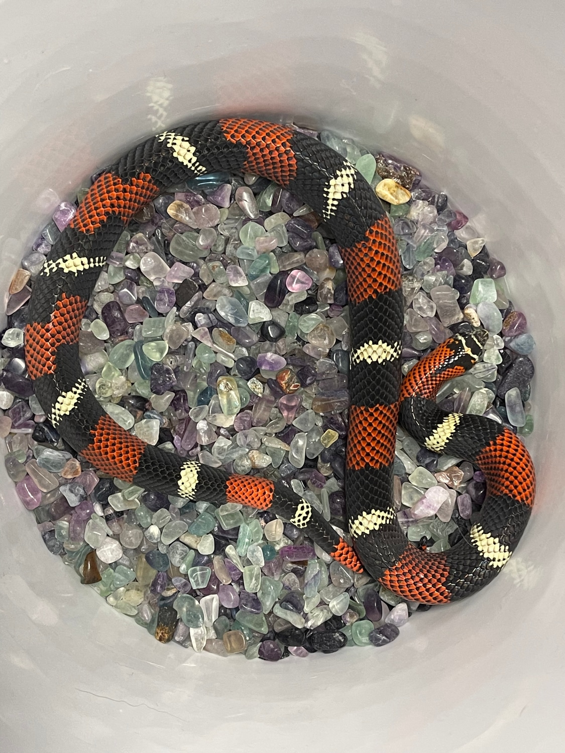 ‘19 Adult Male Tri-color Hognose by Moonstone Morphs - MorphMarket