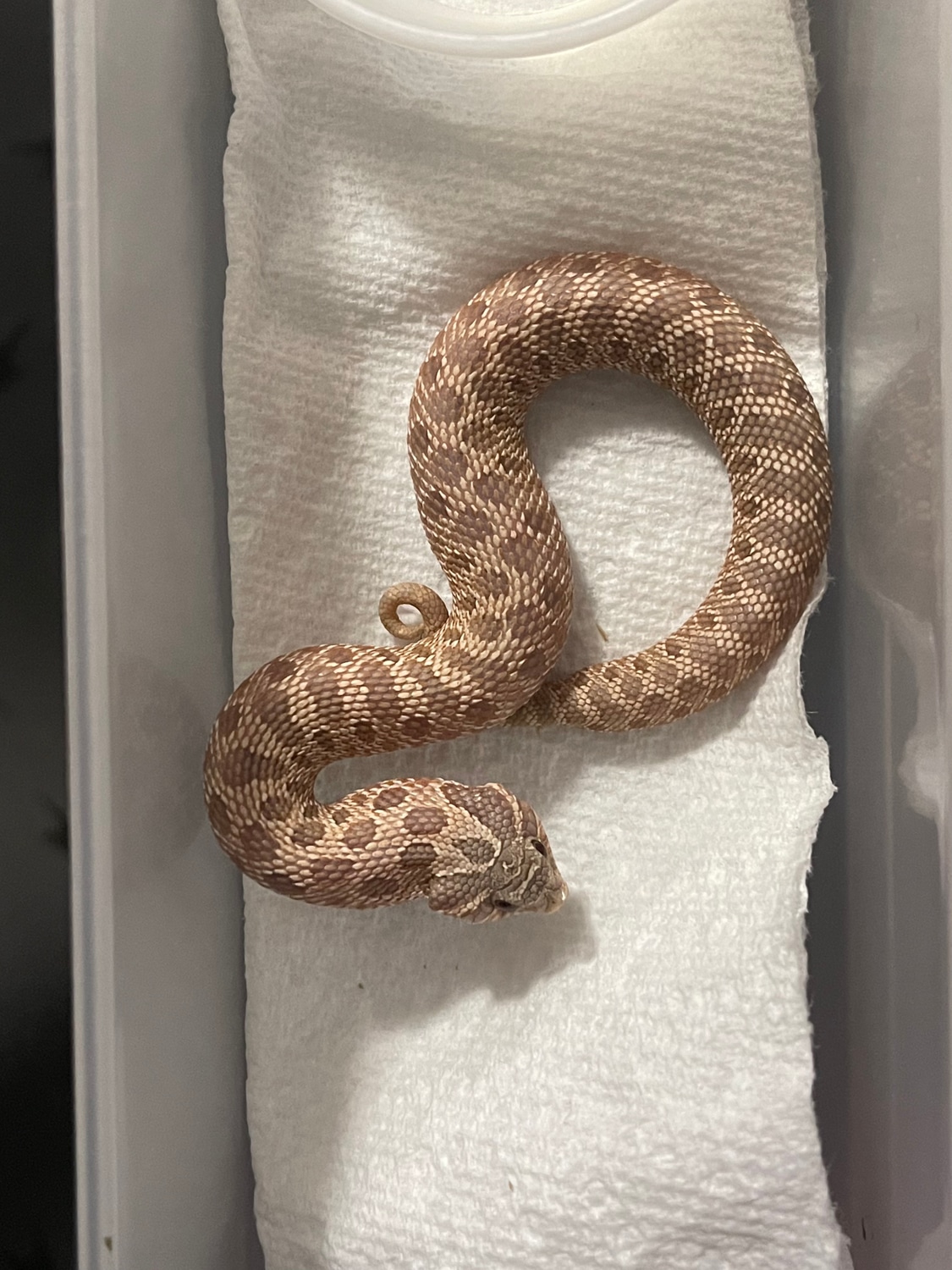 Lavender Possible Het Albino Western Hognose by Moonstone Morphs ...