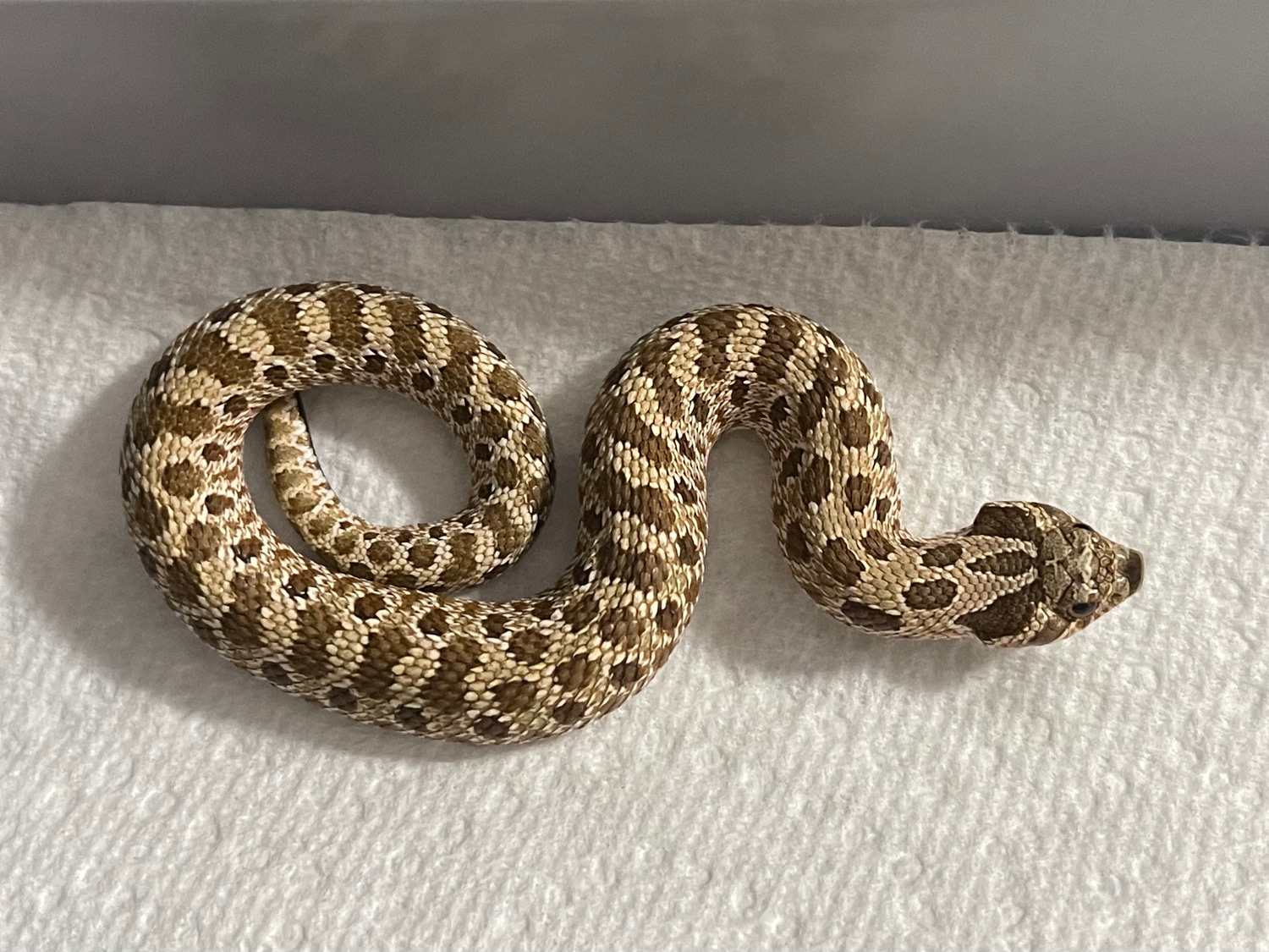 21 Het Lavender Poss Het Albino Western Hognose by Moonstone Morphs ...