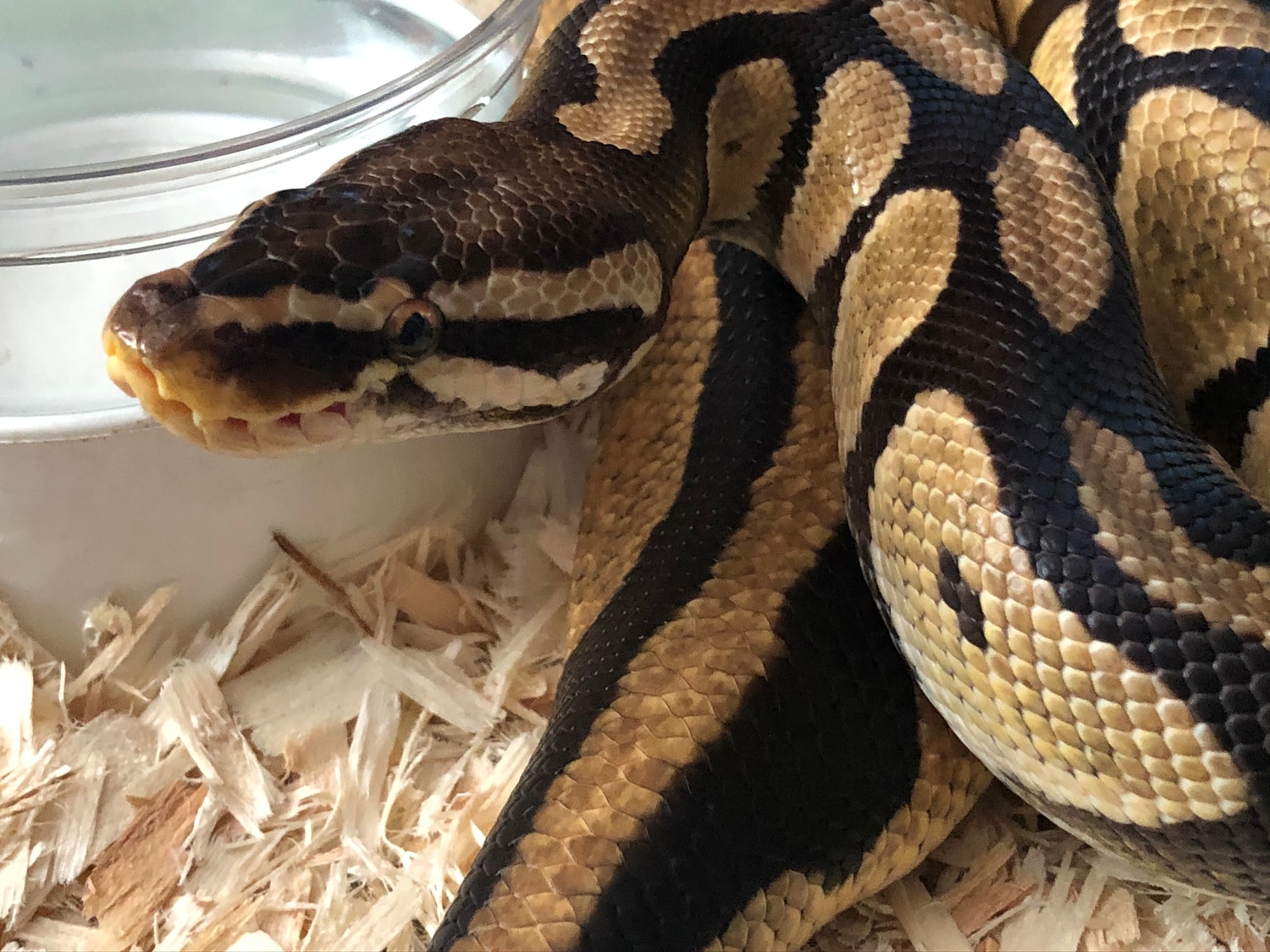 Pastel Het Piebald Ball Python by Moonstone Morphs - MorphMarket