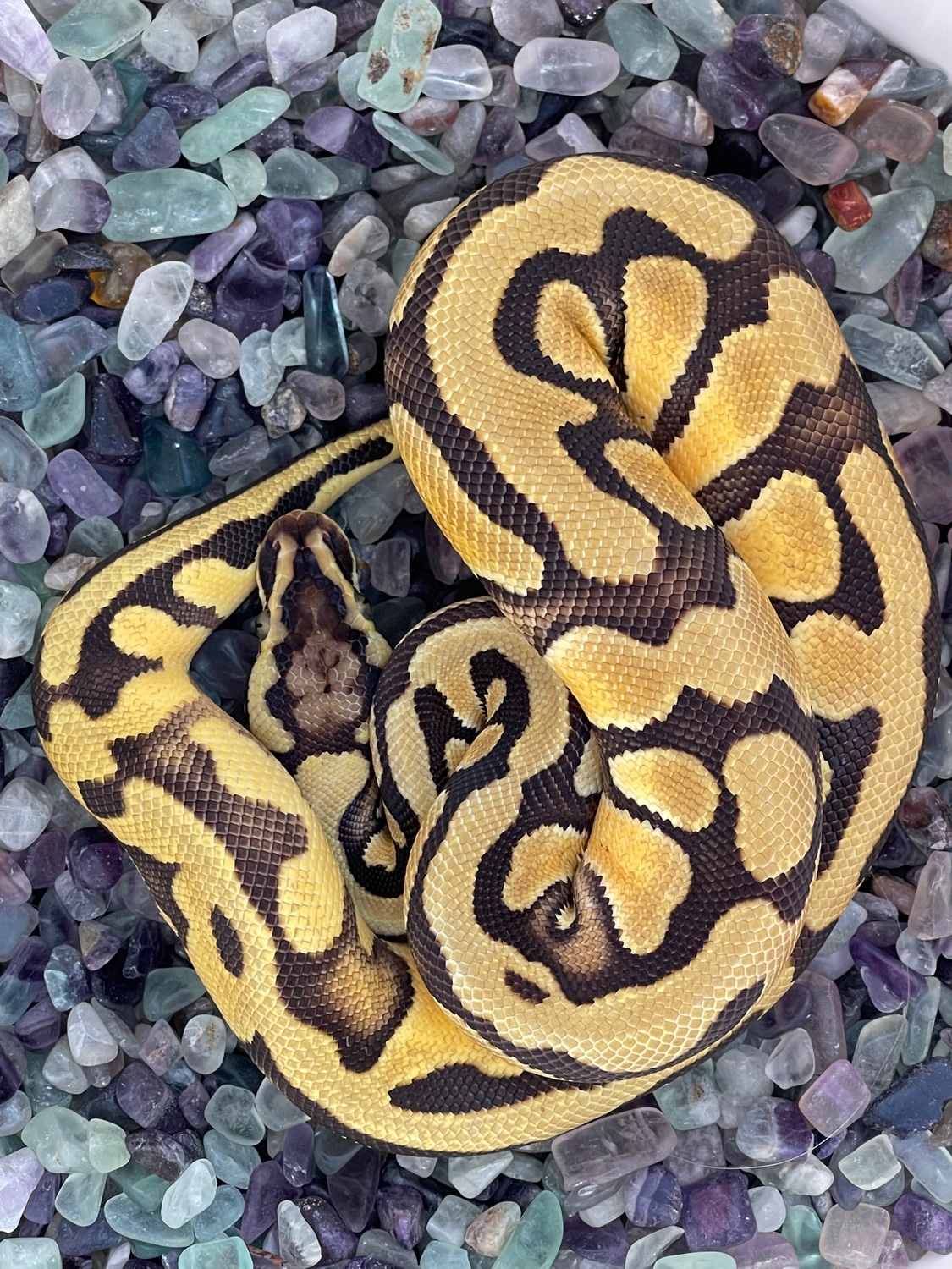Enchi Pastel Het Clown 66% Pied 50% Hypo Ball Python by Moonstone ...