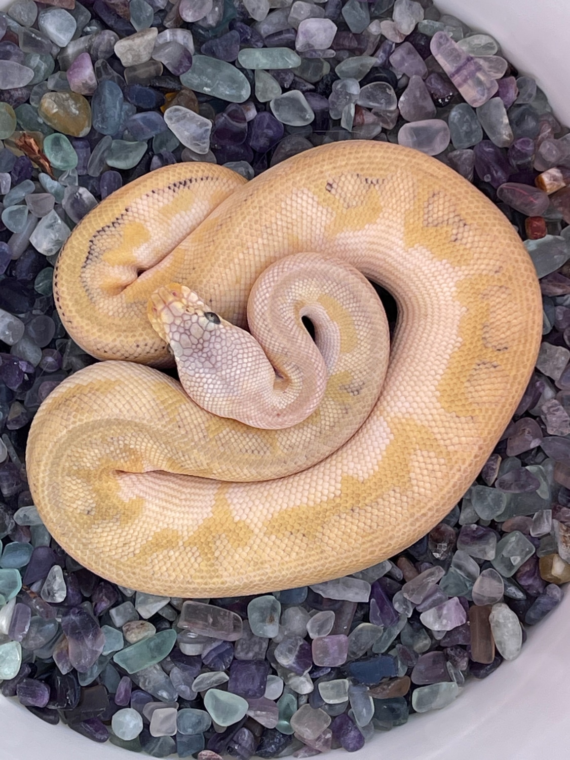 ‘21 Champagne Enchi Pastel Het Clown 66% Pied 50% Hypo Ball Python by ...