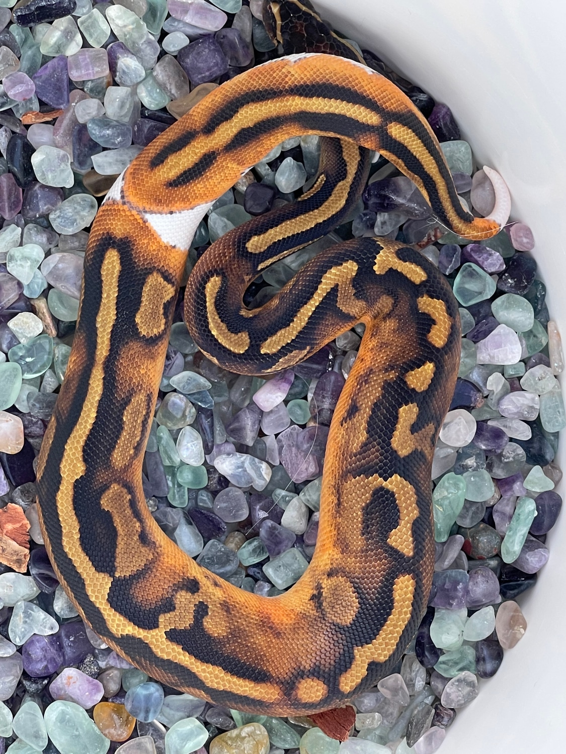 Orange Dream Pied Ball Python by Moonstone Morphs - MorphMarket