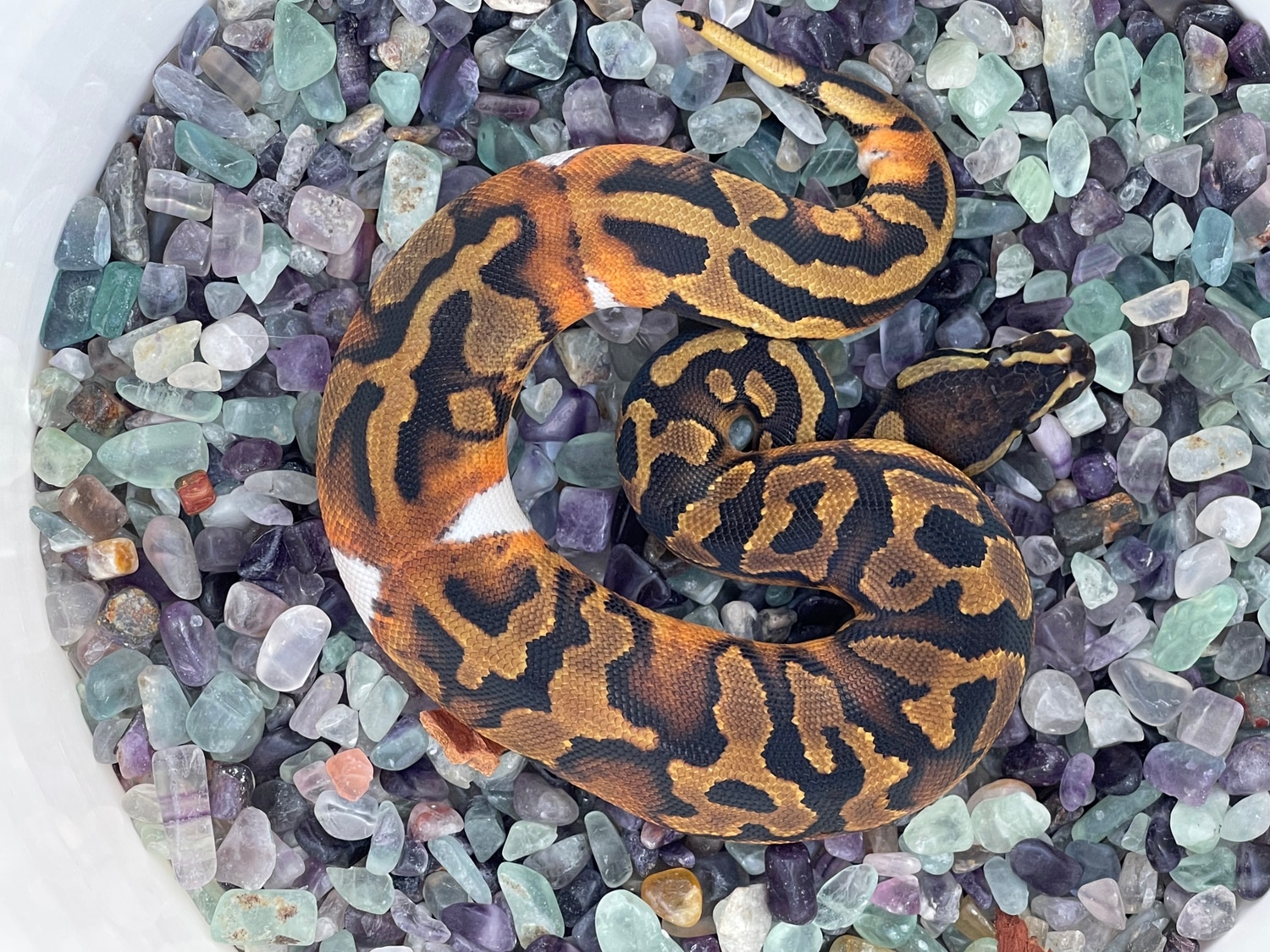 Orange Dream Piebald Ball Python by Moonstone Morphs - MorphMarket