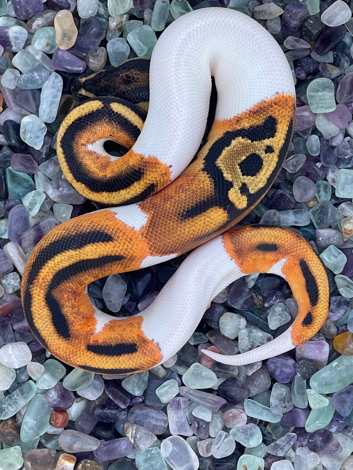 Orange Dream Fire Piebald Ball Python by Moonstone Morphs - MorphMarket