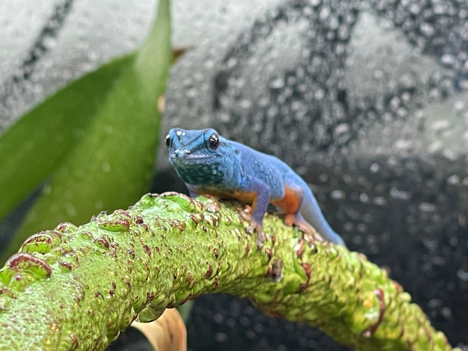 Pair Electric Blue Day Gecko by Moonstone Morphs - MorphMarket