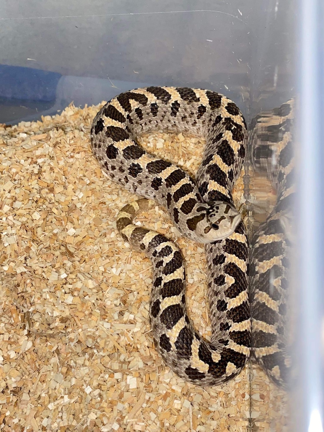 Southern Hognose Possible Het Albino by Moonstone Morphs - MorphMarket