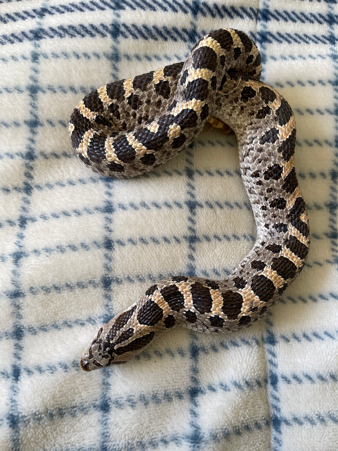 Possible Het Albino Southern Hognose by Moonstone Morphs - MorphMarket