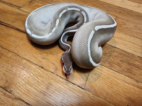 Purple Passion Yellow Belly Ball Python by MoonTails🌙