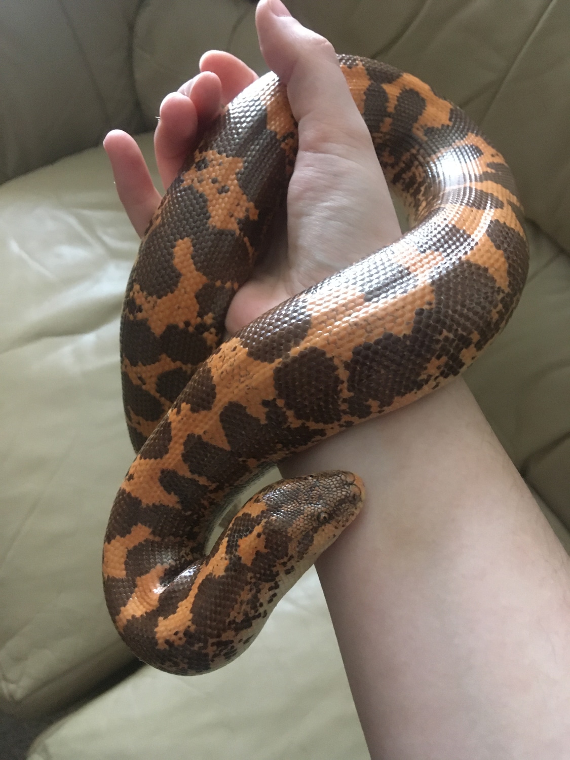Adult Female - Absolutely Amazing! Kenyan Sand Boa by MM - MorphMarket