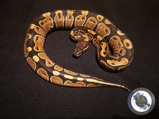 Normal Ball Python by Moor Ballz