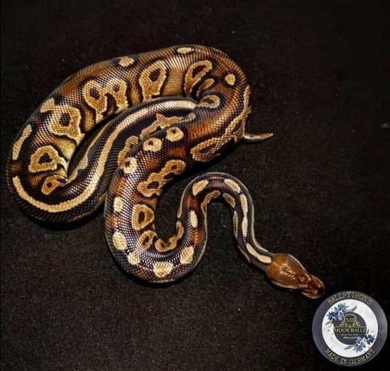 Cinnamon Ph Axanthic VPI/ Albino Ball Python by Moor Ballz