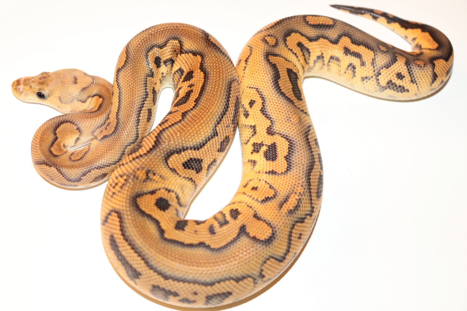 2018 Black Pastel Fire Clown Ball Python by Moore Pythons LLC - MorphMarket