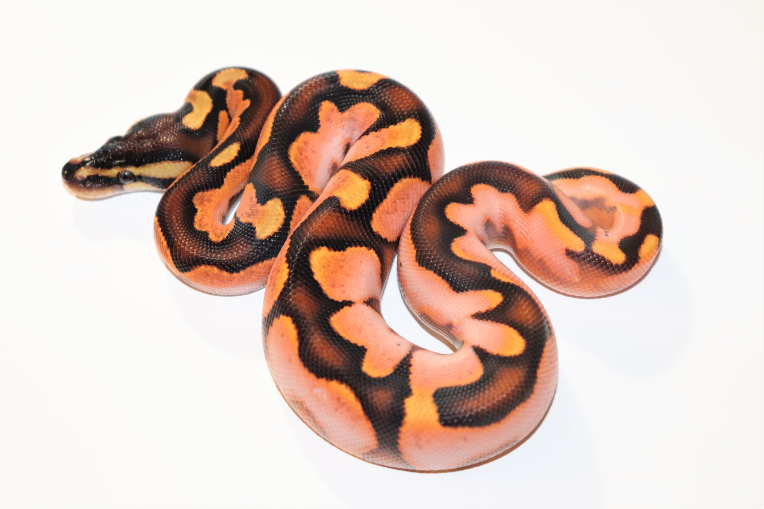 High Intensity Orange Dream Enchi Calico Yellow Belly Cinnamon Ball ...