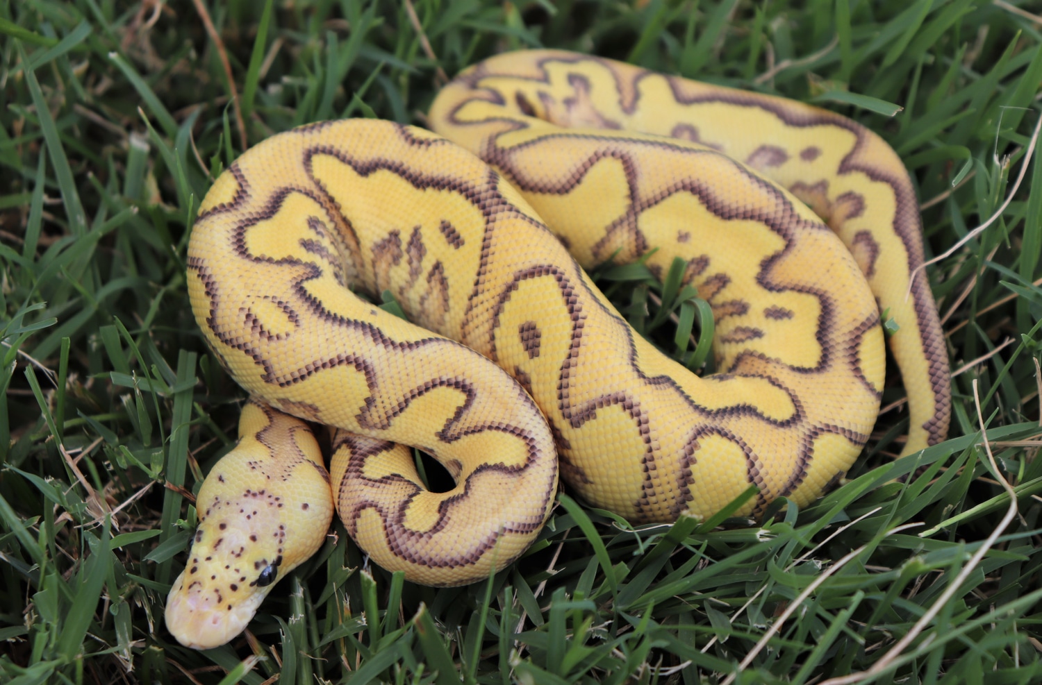 Mojave Firefly Yellowbelly Clown Ball Python by Moore Pythons LLC ...