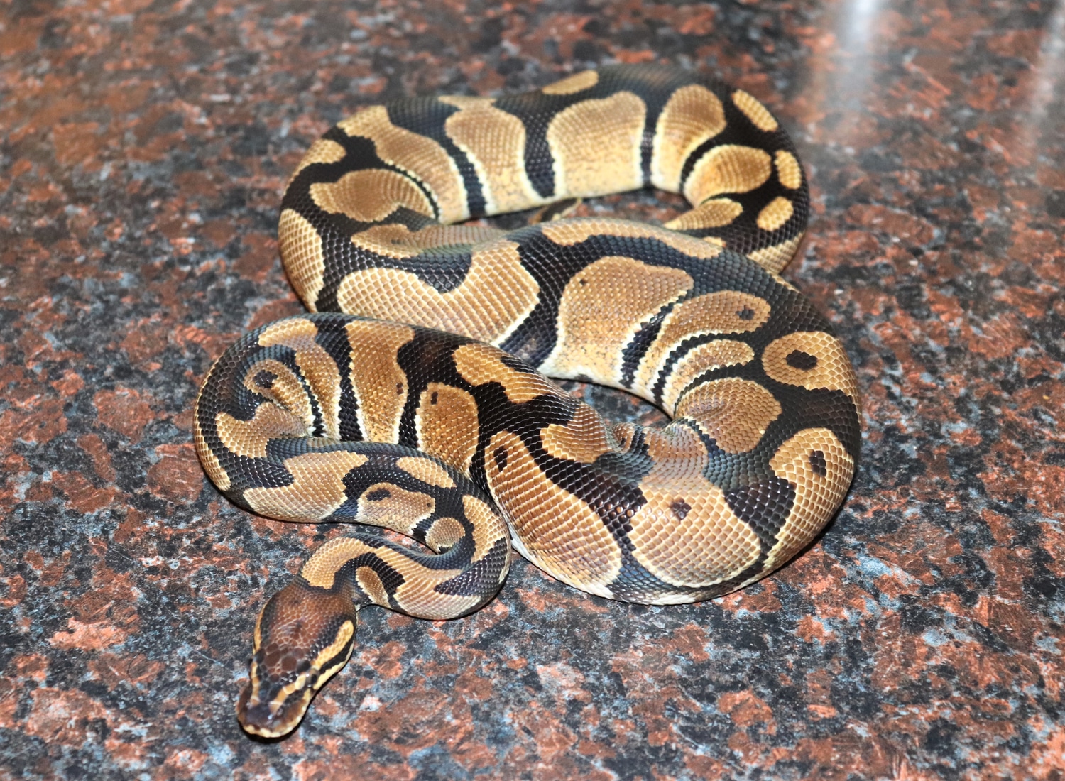 Orange Dream Ball Python by Moore Pythons LLC - MorphMarket
