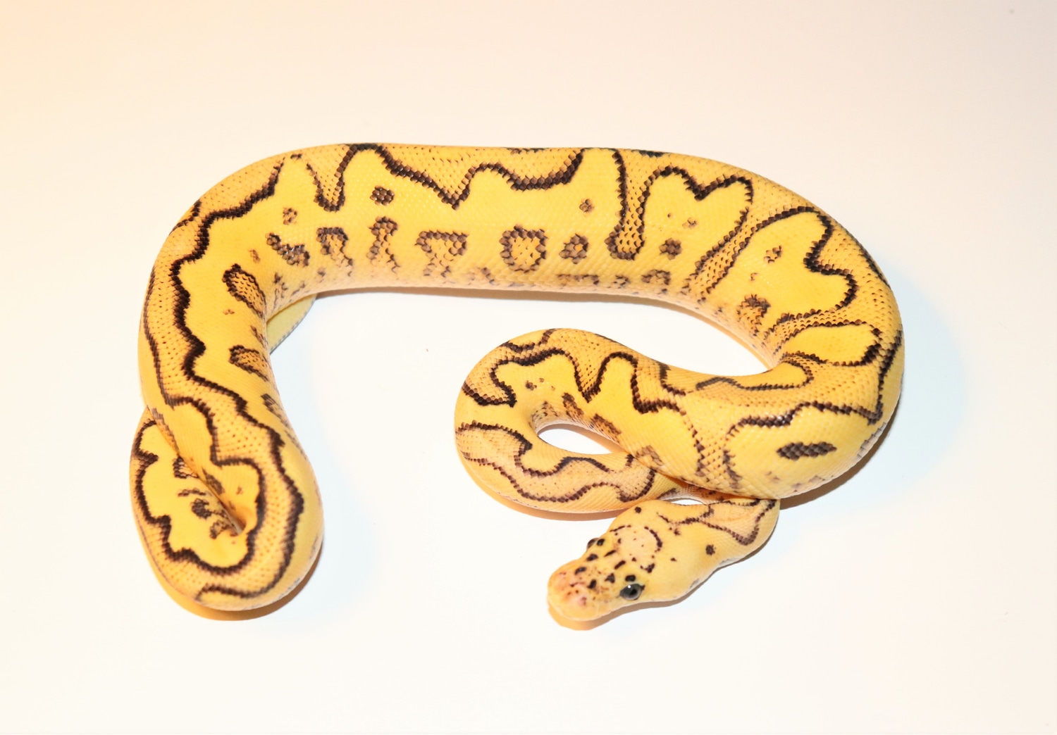 Fire Pastel Yellow Belly Clown Ball Python by Moore Pythons LLC ...