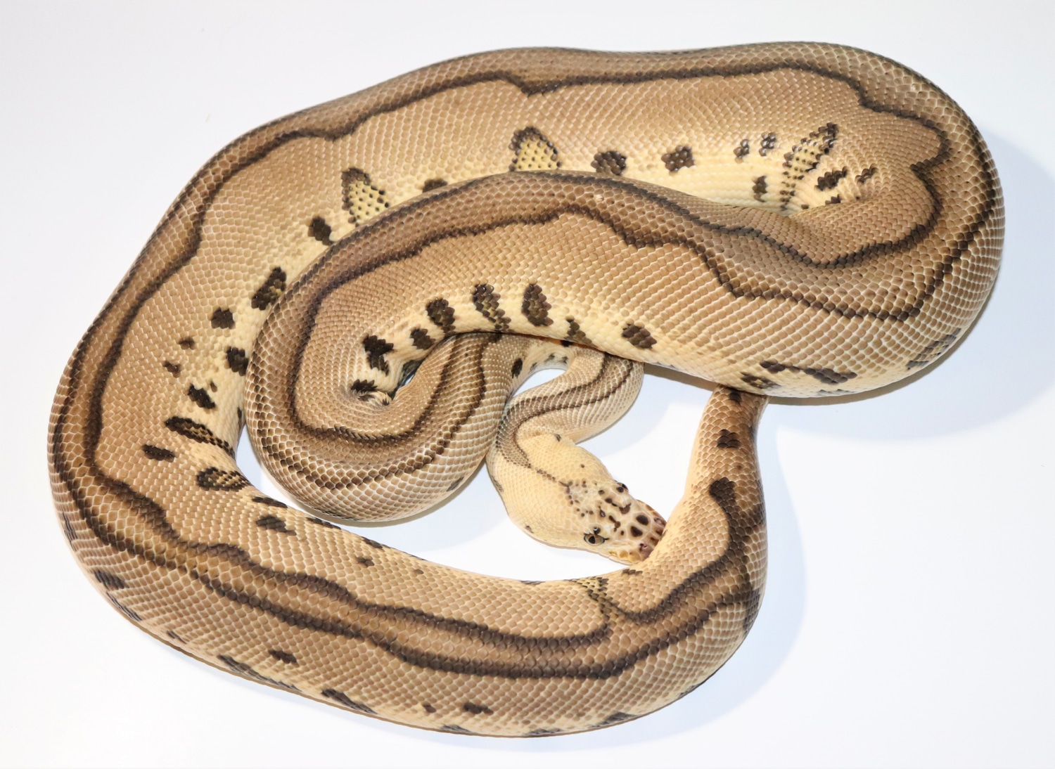 Leopard Pastel Clown Ball Python by Moore Pythons LLC - MorphMarket