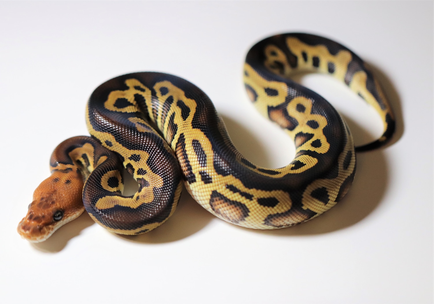 Cypress Leopard Clown Ball Python by Moore Pythons LLC - MorphMarket