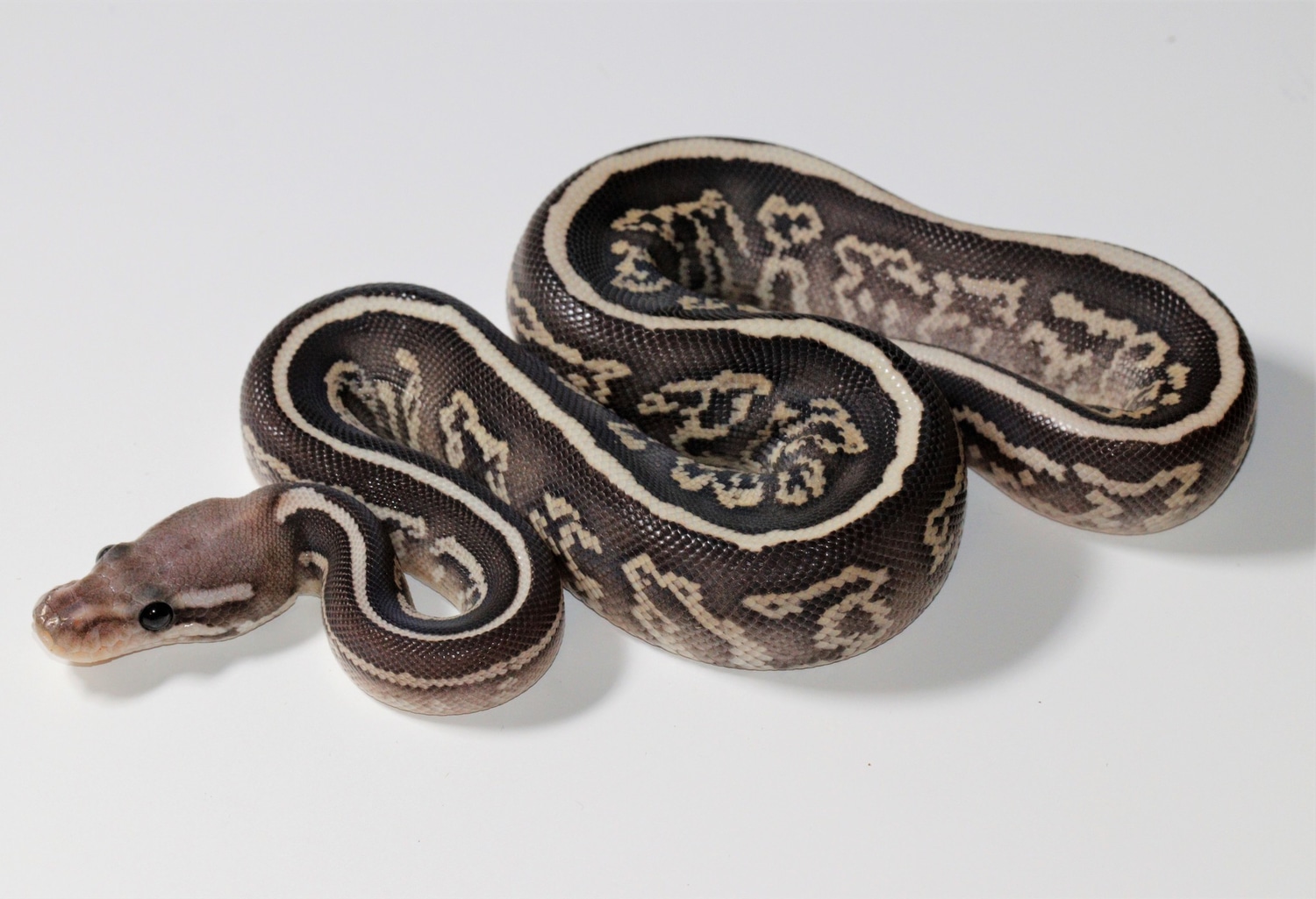 Acid Black Pastel Fire Phantom Ball Python by Moore Pythons LLC ...