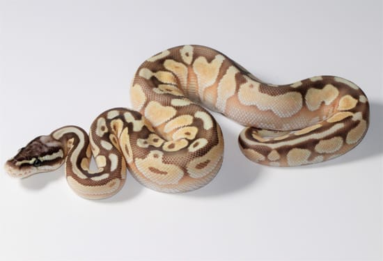 Enchi Black Pewter Butter Fire Ball Python by Moore Pythons LLC