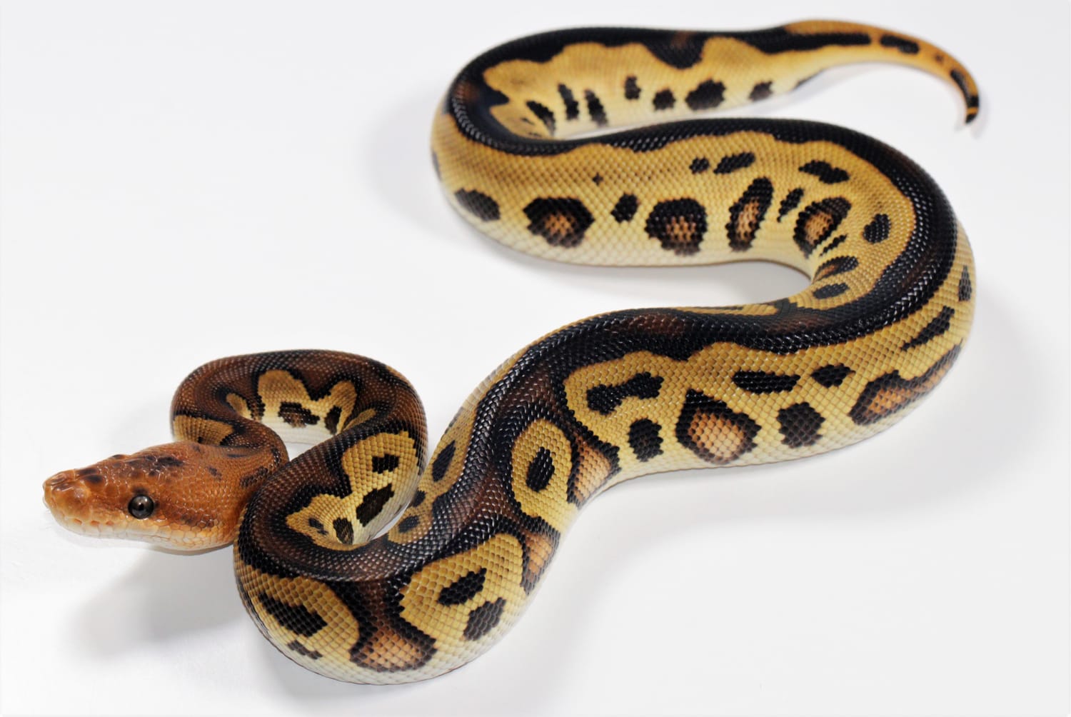 Cypress Leopard Clown Ball Python by Moore Pythons LLC - MorphMarket