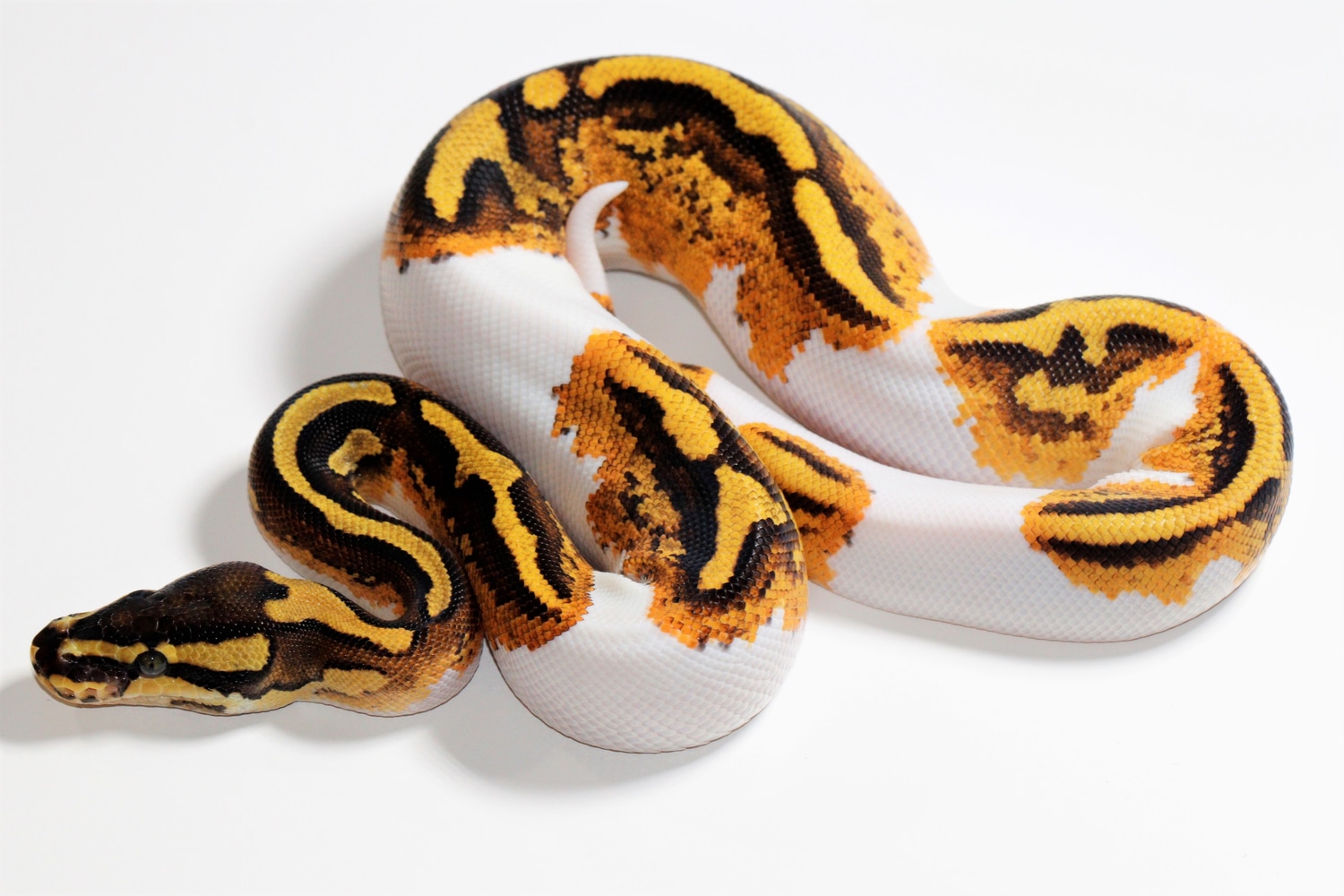 Orange Dream Yellow Belly Pied Ball Python by Moore Pythons LLC ...
