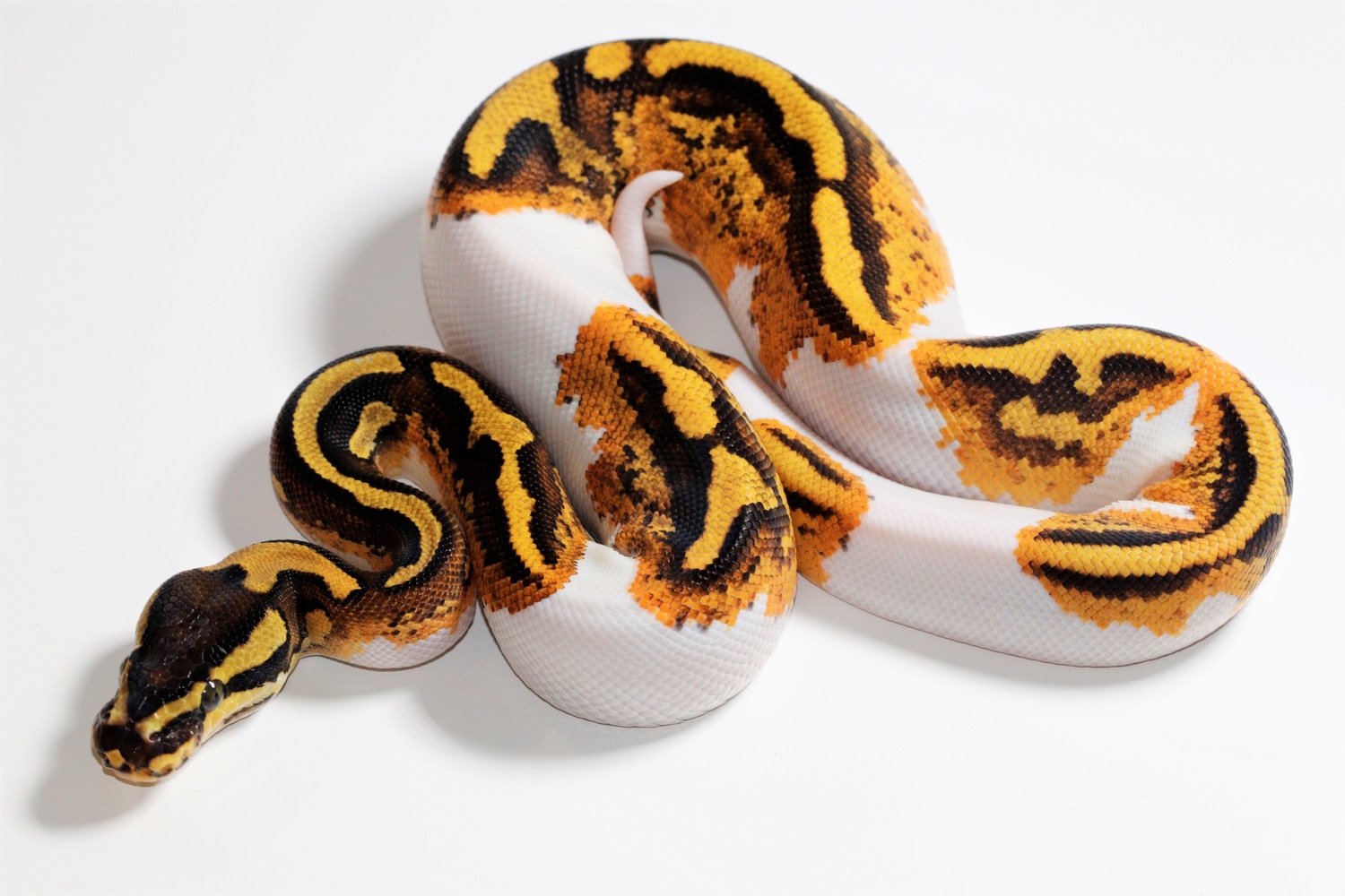 Orange Dream Yellow Belly Pied Ball Python by Moore Pythons LLC ...