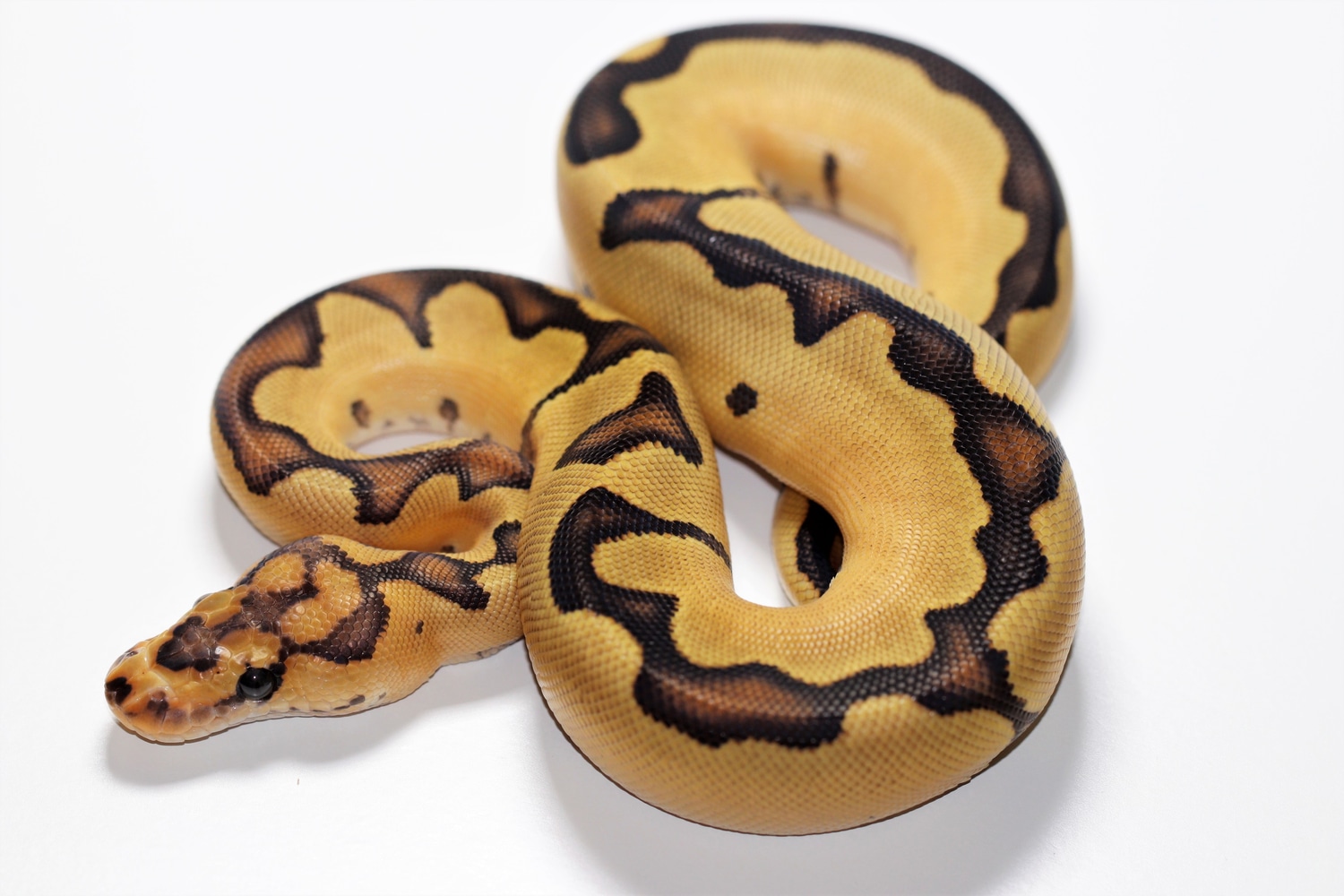 Fire Yellowbelly Blade Clown Ball Python by Moore Pythons LLC - MorphMarket