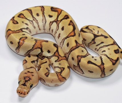 Fire Yellowbelly Clown Pied Male Ball Python by Moore Pythons LLC ...