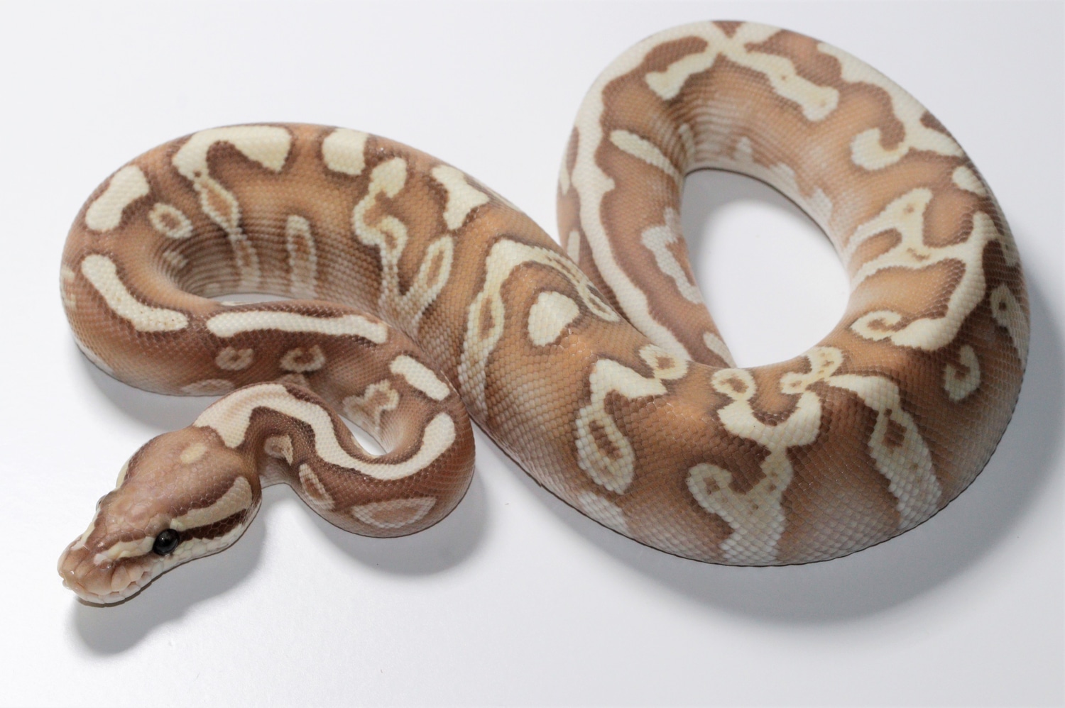 GHI Butter Banana Leopard Fire Ball Python by Moore Pythons LLC ...