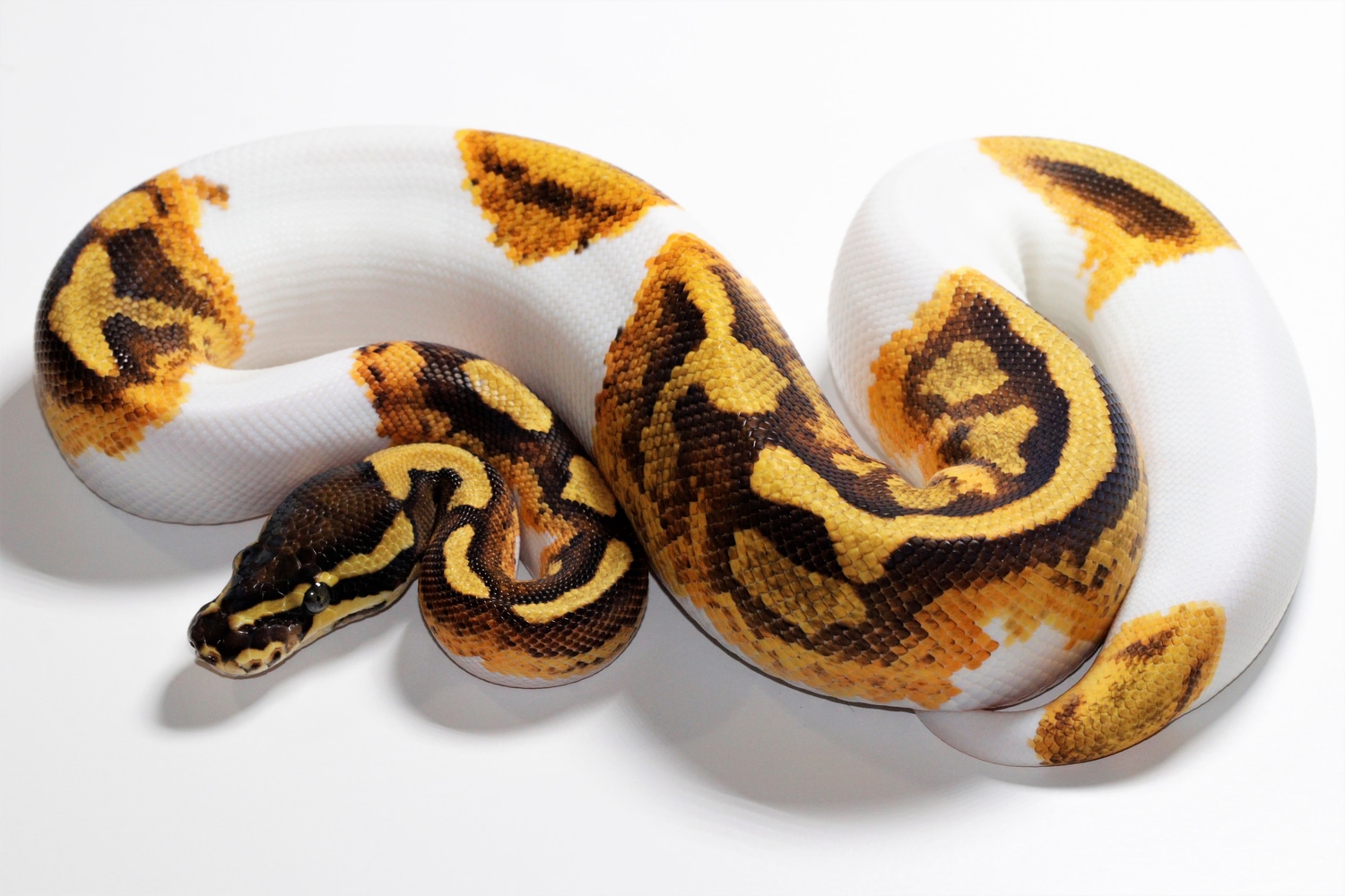 Orange Dream Yellow Belly Pied Ball Python by Moore Pythons LLC ...