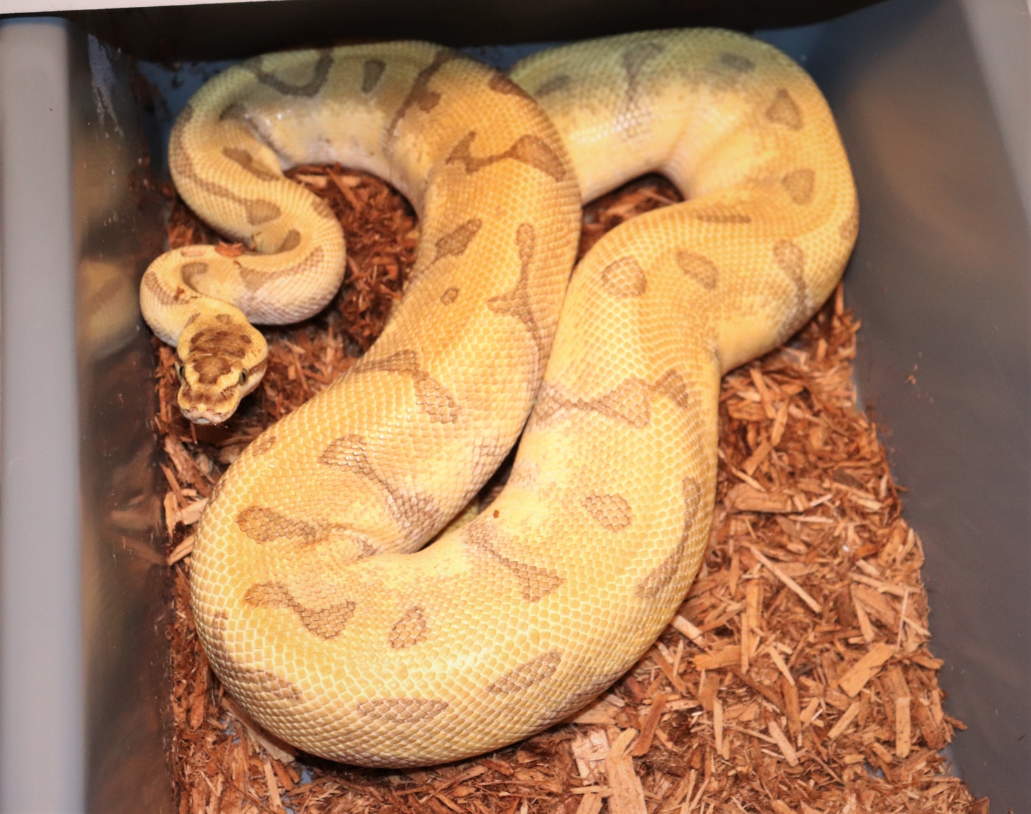 Enchi Butter Pinstripe Ball Python by Moore Pythons LLC - MorphMarket